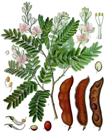El tamarindo en Cuba: un fruto con historia, beneficios y potencial de ...