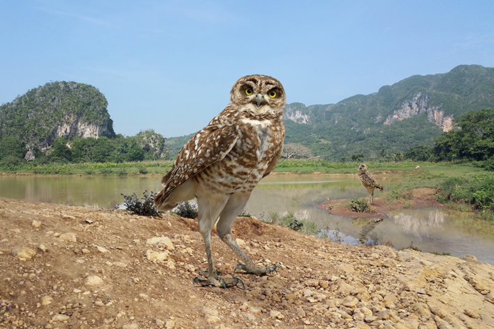 Ornimegalonyx: el búho gigante de Cuba - Tocororo Cubano