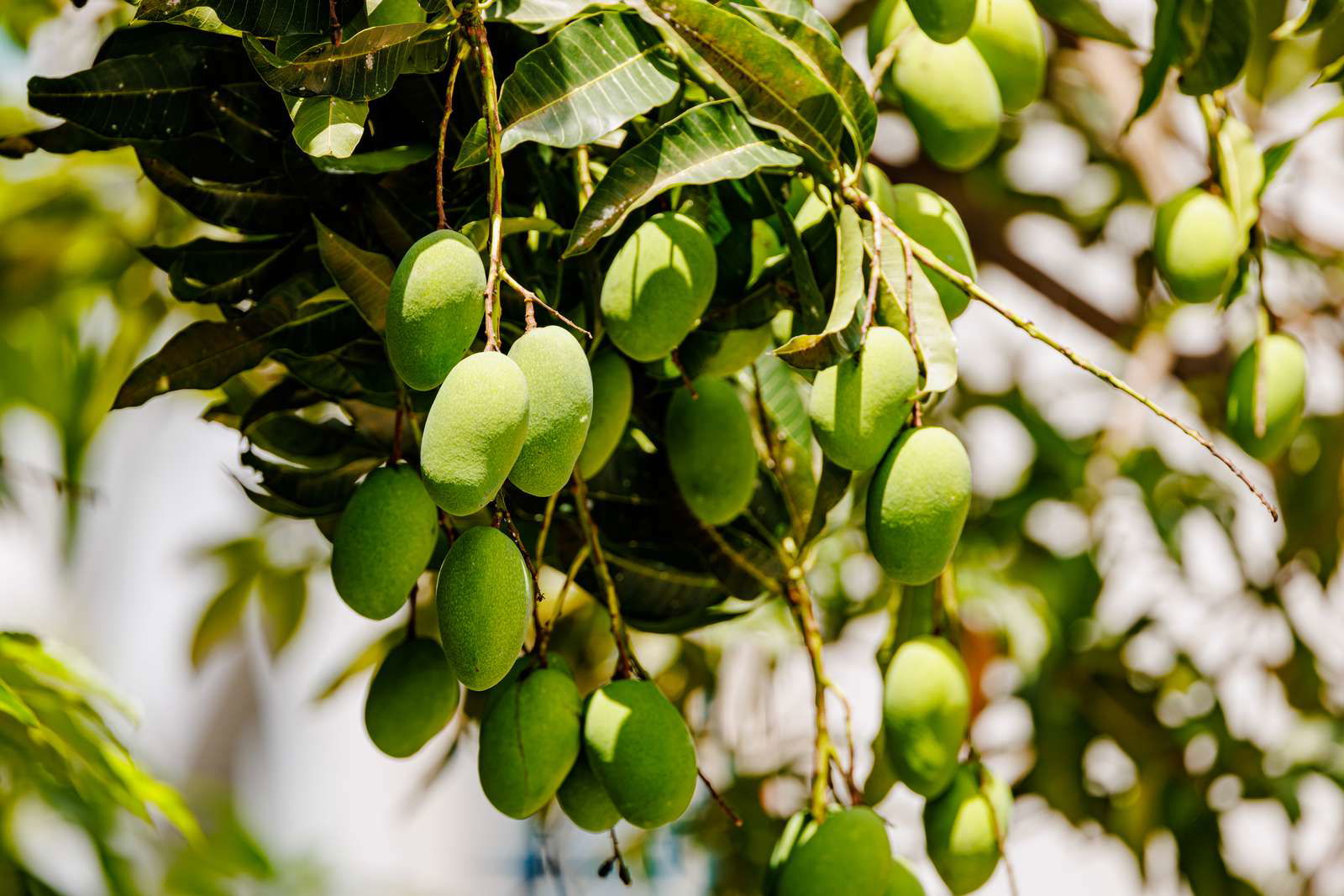 Más que una fruta: el Mango y su importancia en Cuba - Tocororo Cubano