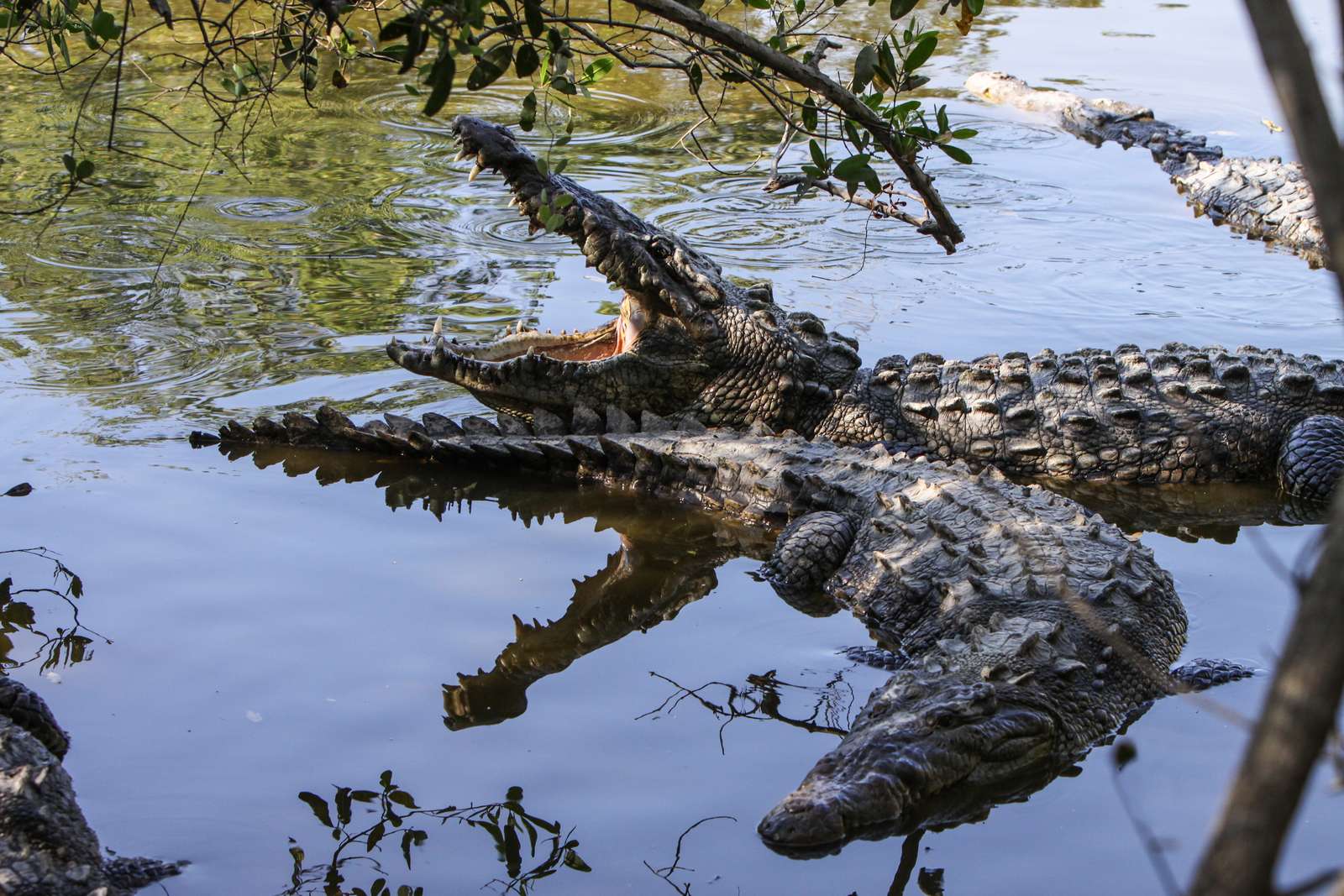 Cocodrilo americano (Crocodylus acutus): un depredador ancestral en ...